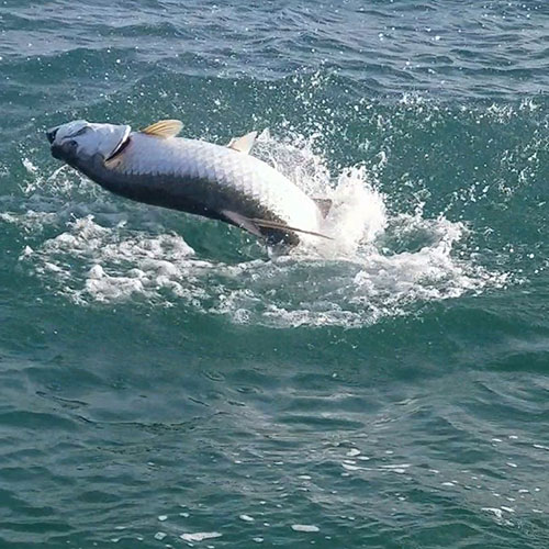 Week Three results are in the books | 95th ANNUAL SARASOTA TARPON ...